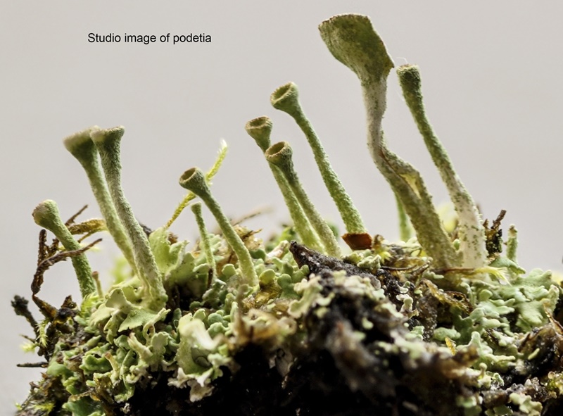 Cladonia fimbriata Lichen Species