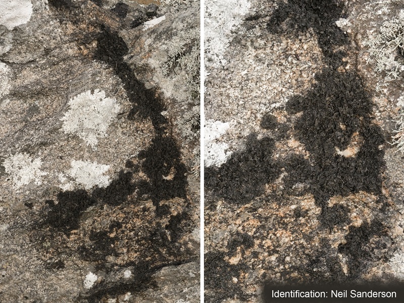 Collema subflaccidum Lichen Species