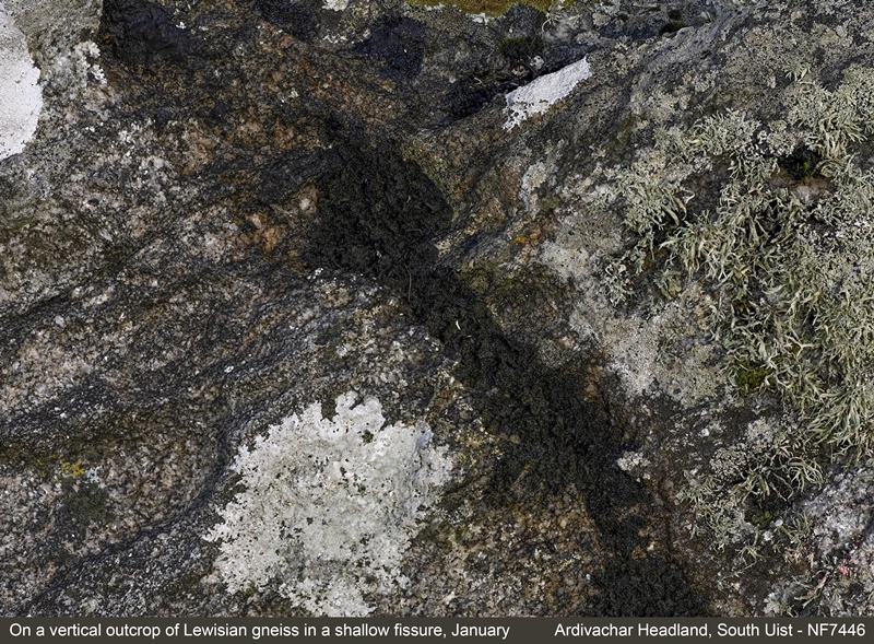 Collema subflaccidum Lichen Species