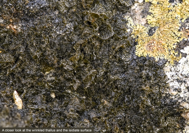 Collema subflaccidum Lichen Species