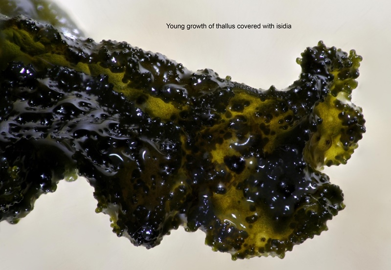 Collema subflaccidum Lichen Species