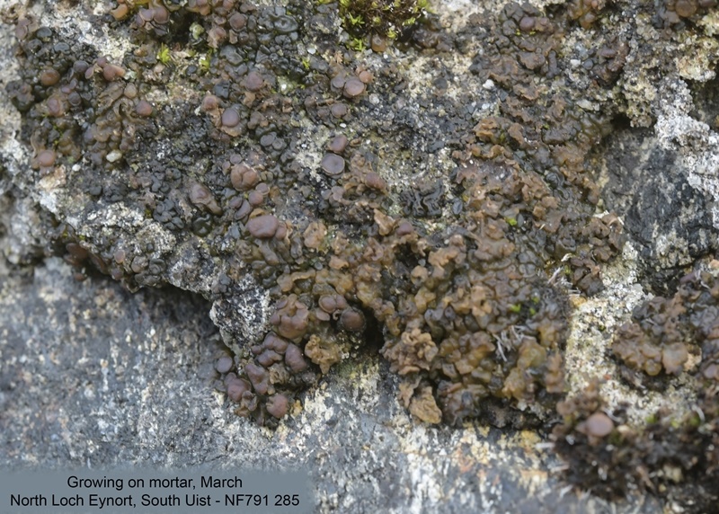 Collema tenax Lichen Species