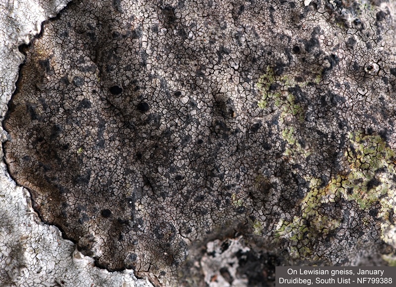 Fuscidea cyathoides Lichen Species