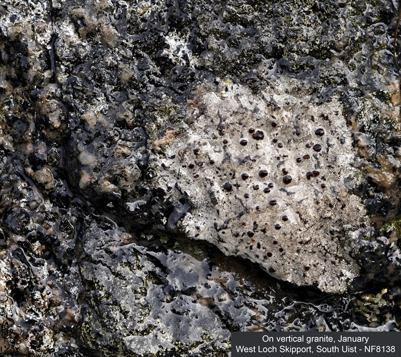 Fuscidea cyathoides Lichen Species