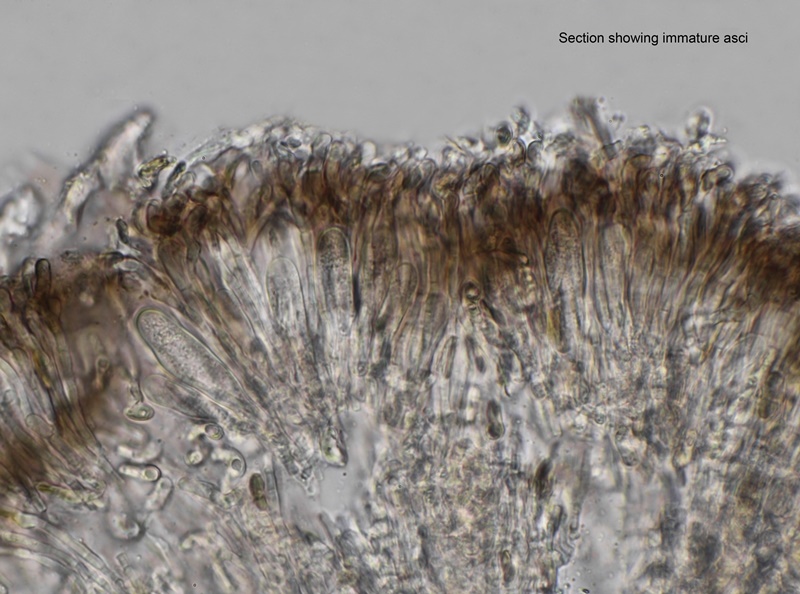 Fuscidea cyathoides Lichen Species