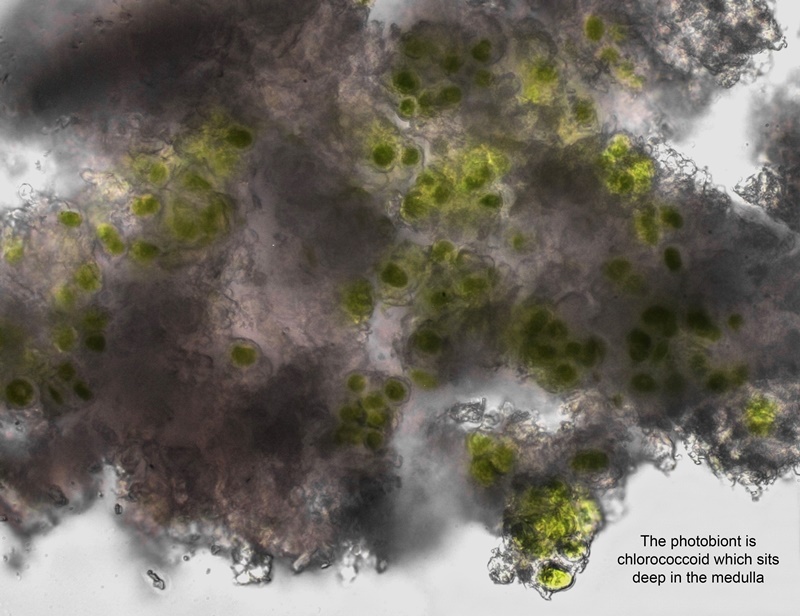 Fuscidea cyathoides Lichen Species