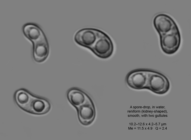 Fuscidea cyathoides Lichen Species