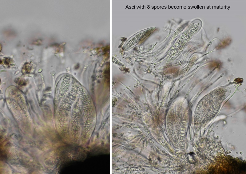 Graphis scripta Lichen Species