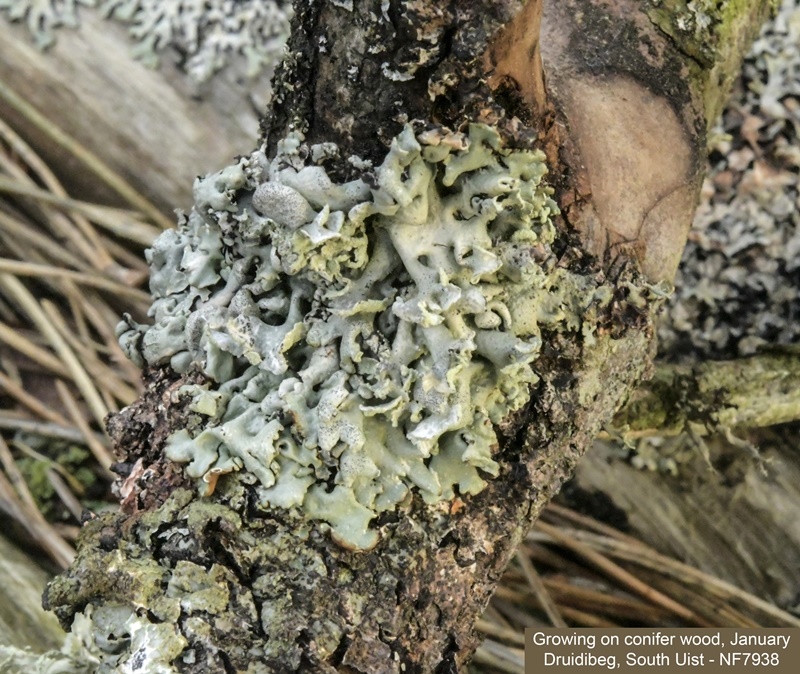 Hypogymnia physodes Lichen Species