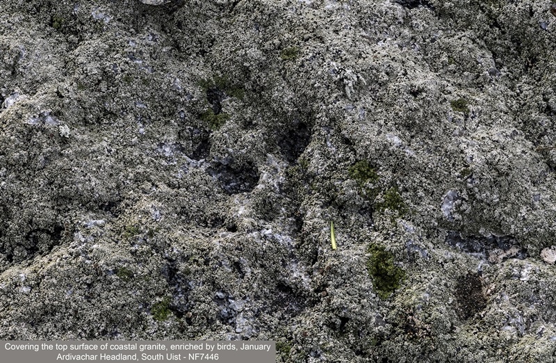 Lecania aipospila Lichen Species