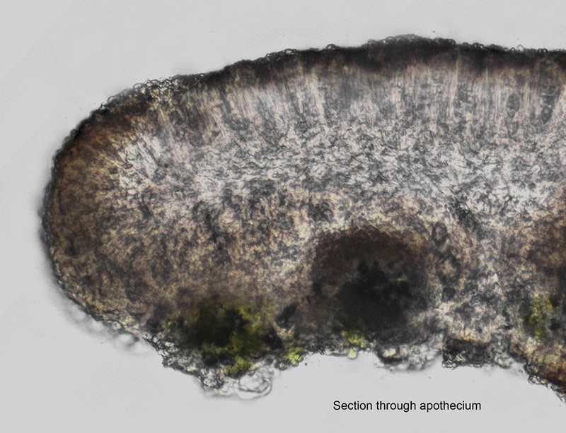 Lecania cyrtella Lichen Species