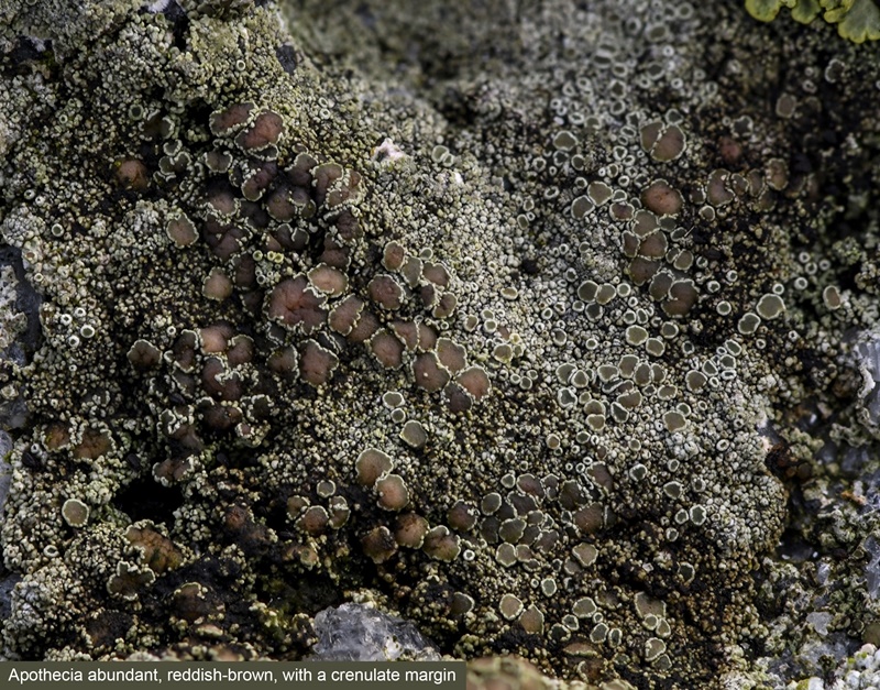 Lecanora poliophaea Lichen Species