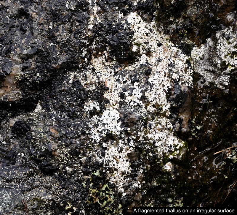 Lecidea phaeops Lichen Species