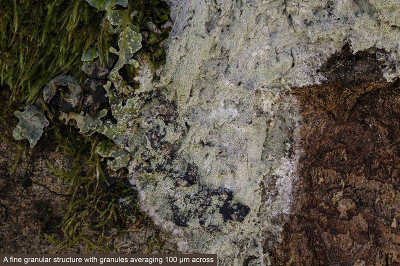 Lepraria incana Lichen Species