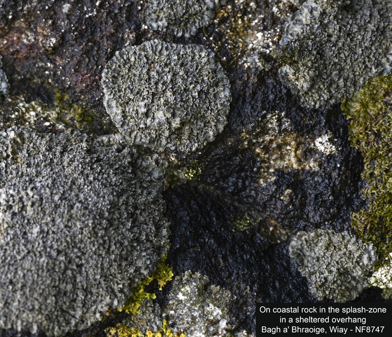 Pectenia ligulata Lichen Species