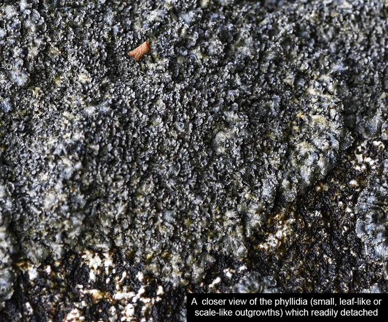 Pectenia ligulata Lichen Species