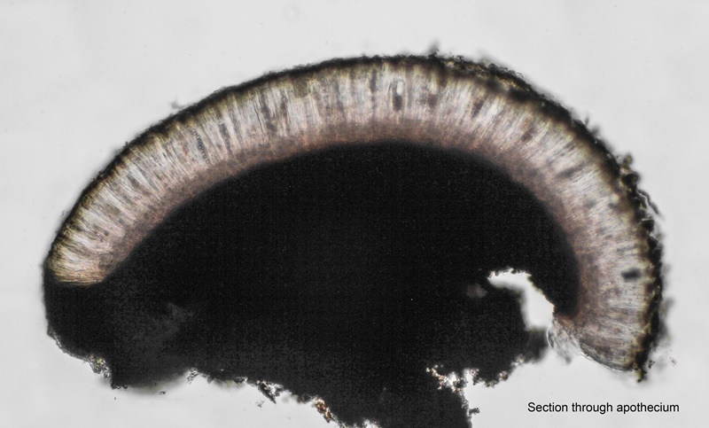 Porpidia cinereoatra Lichen Species