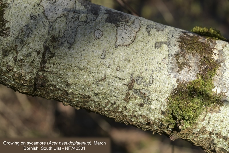 Thelotrema lepadinum Lichen Species