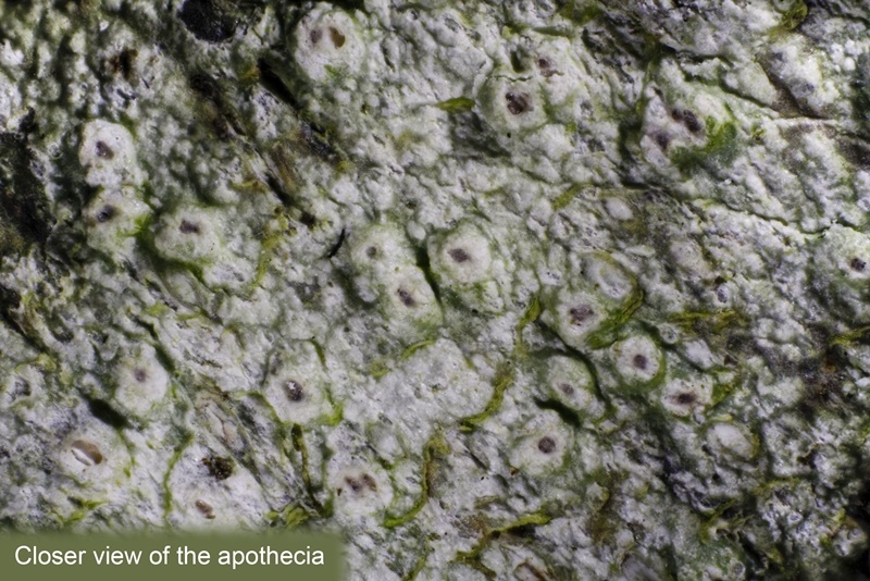 Thelotrema lepadinum Lichen Species
