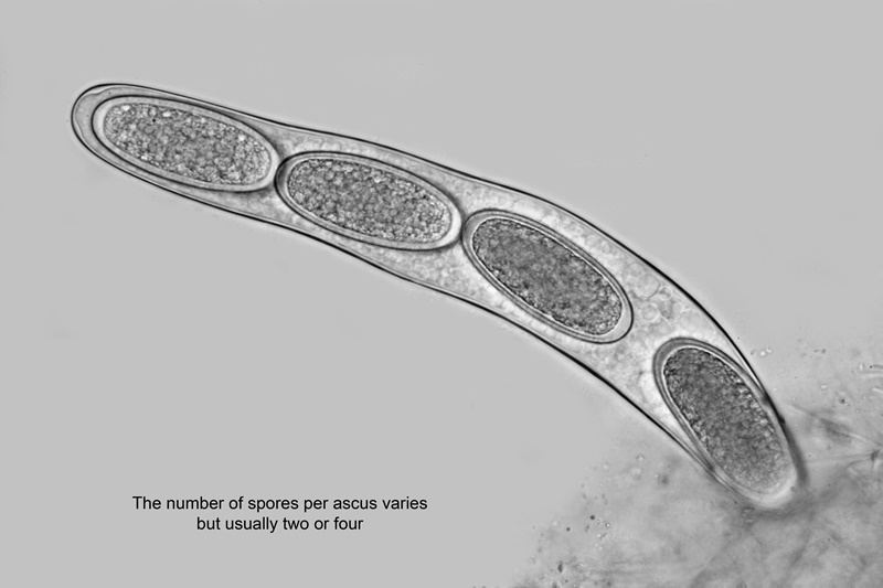 Thelotrema lepadinum Lichen Species
