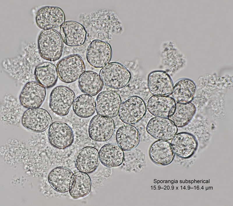 Albugo lepigoni Fungus Species
