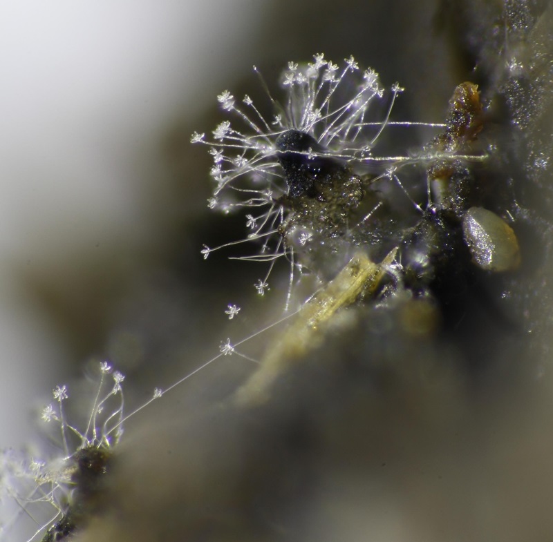 Arthrobotrys superbus Fungus Species