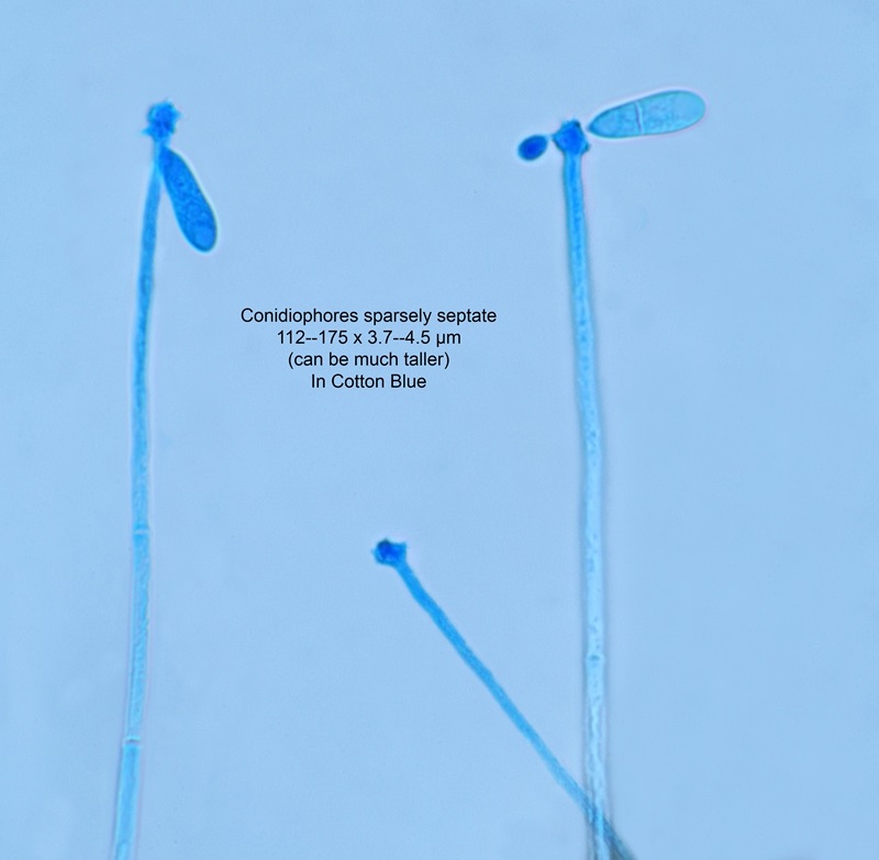 Arthrobotrys superbus Fungus Species