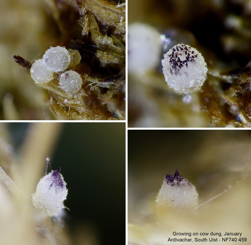 Ascobolus albidus Fungus Species