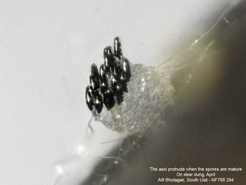 Ascobolus albidus Fungus Species