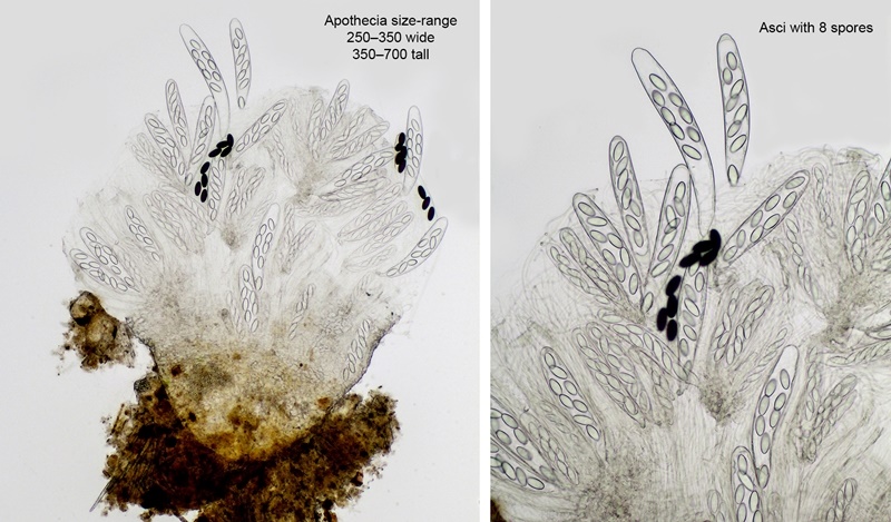 Ascobolus albidus Fungus Species