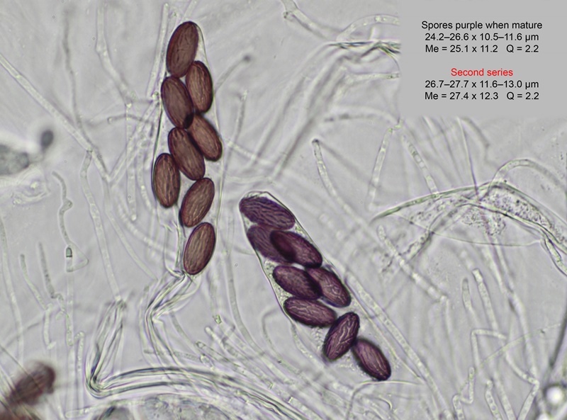 Ascobolus albidus Fungus Species