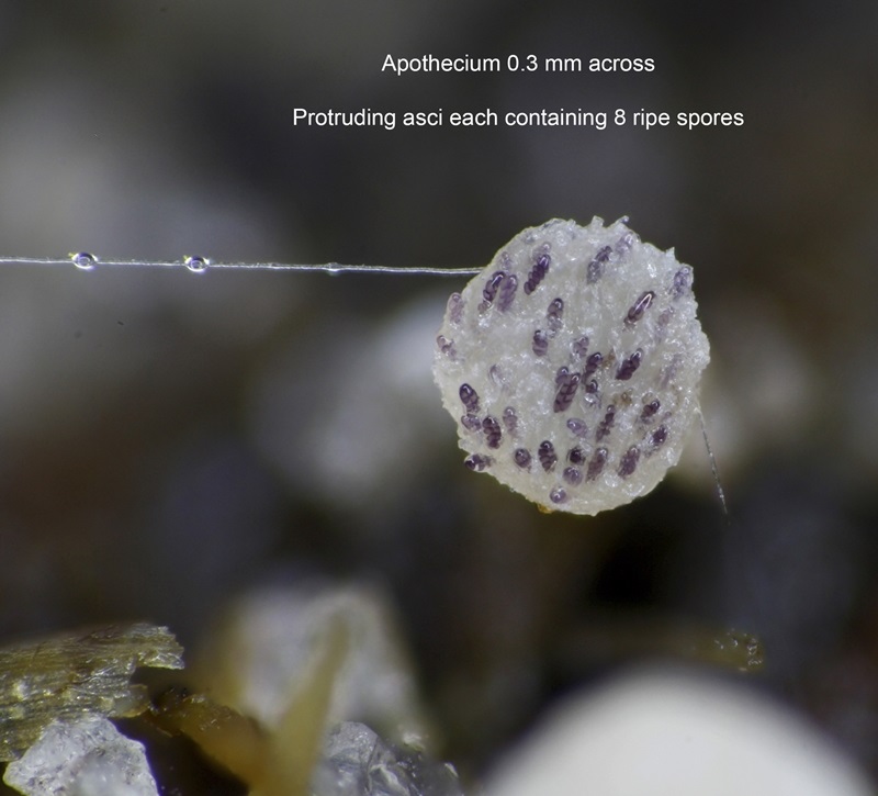 Ascobolus hawaiiensis Fungus Species