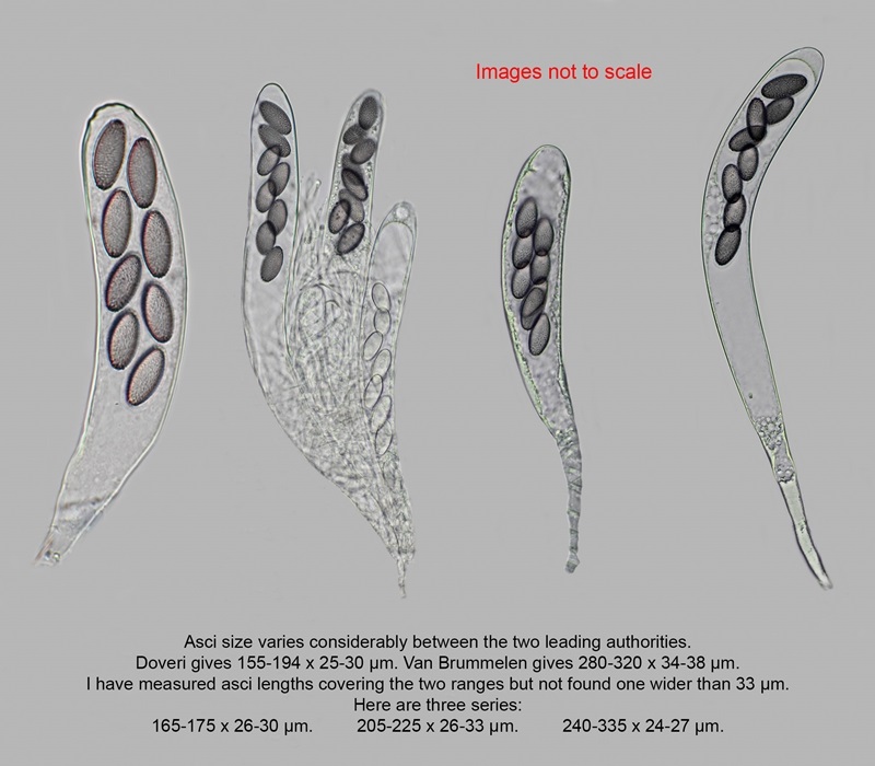 Ascobolus hawaiiensis Fungus Species