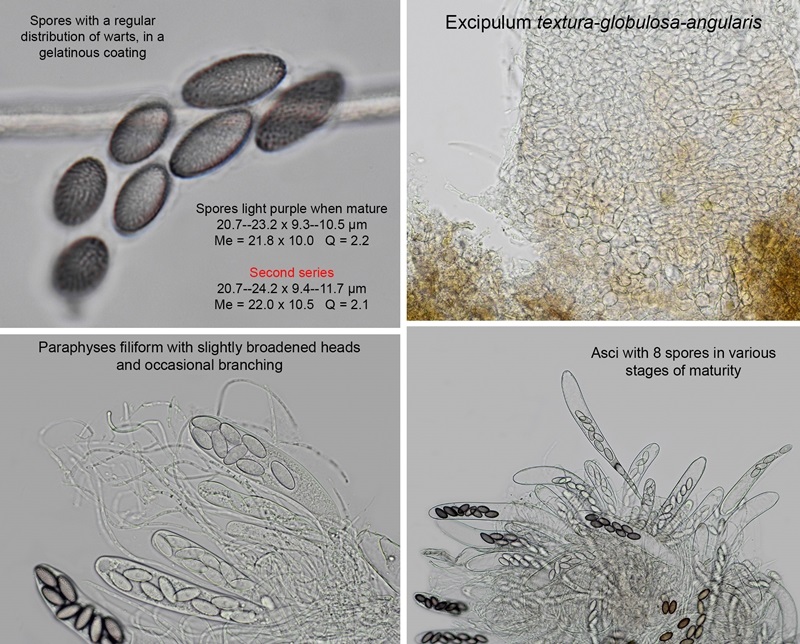 Ascobolus hawaiiensis Fungus Species