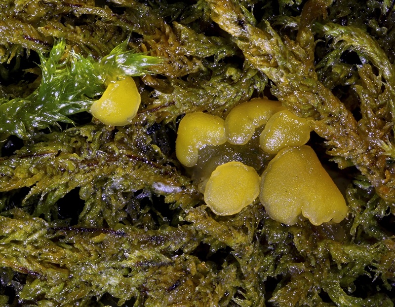 Bisporella sulfurina Fungus Species