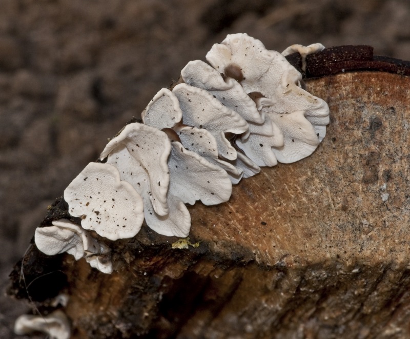 Bjerkandera adusta Fungus Species