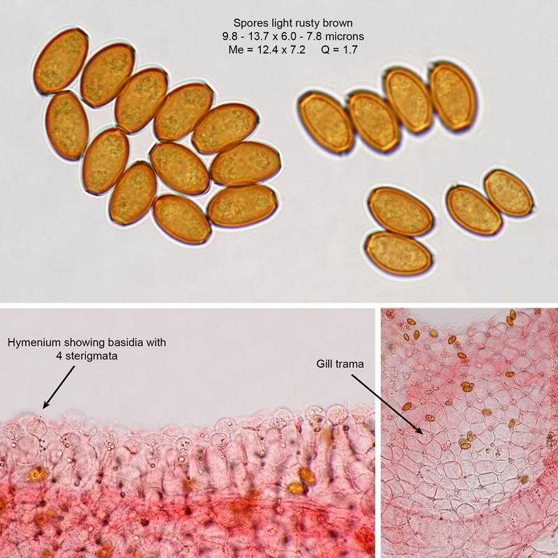 Bolbitius titubans Fungus Species