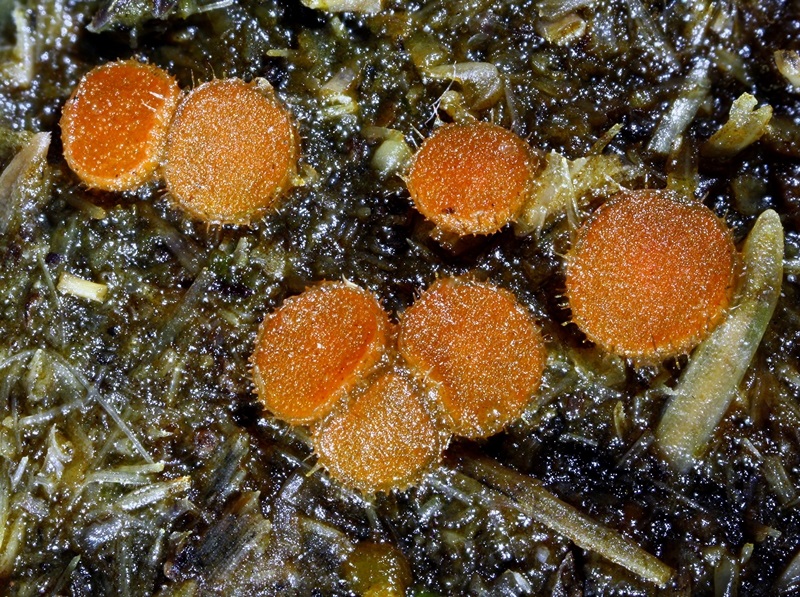 Cheilymenia fimicola Fungus Species