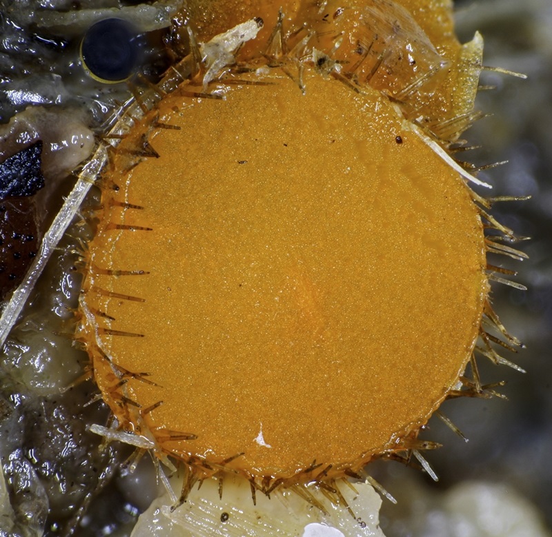 Cheilymenia fimicola Fungus Species