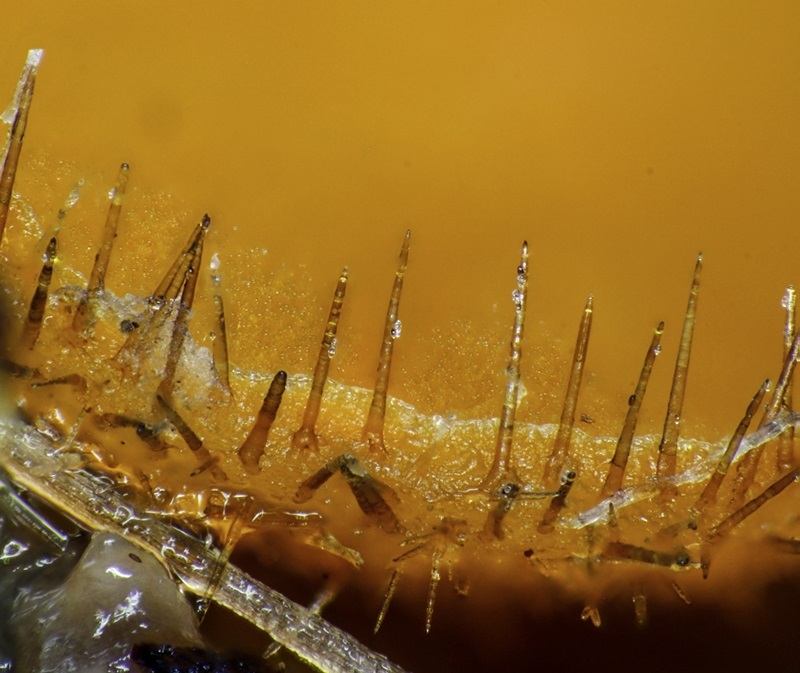 Cheilymenia fimicola Fungus Species