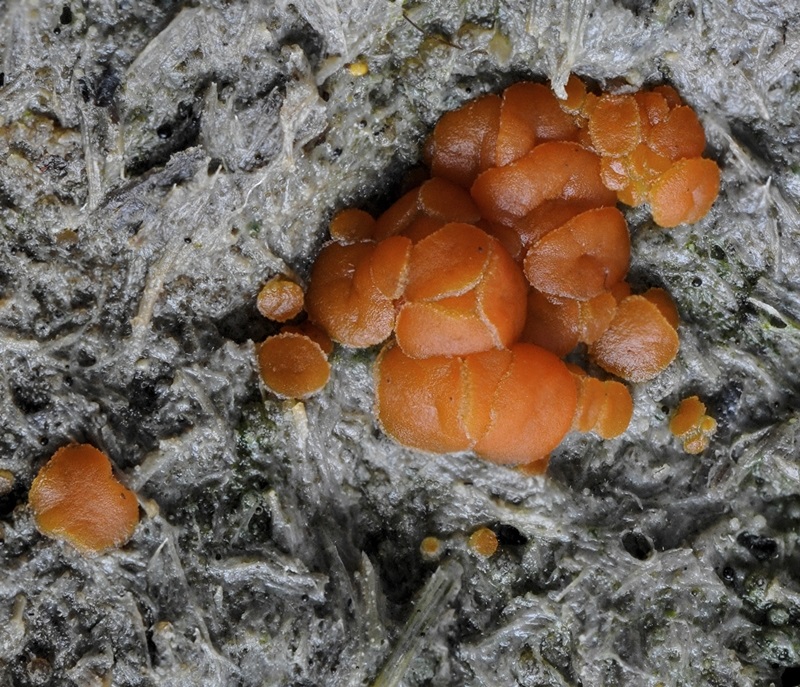 Cheilymenia granulata Fungus Species