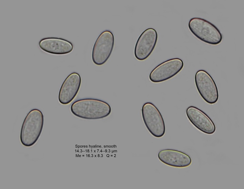 Cheilymenia granulata Fungus Species