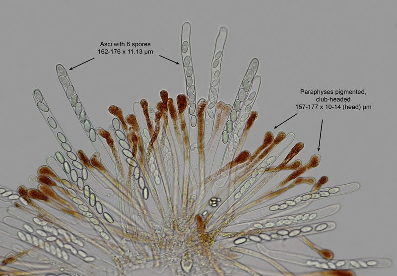 Cheilymenia granulata Fungus Species