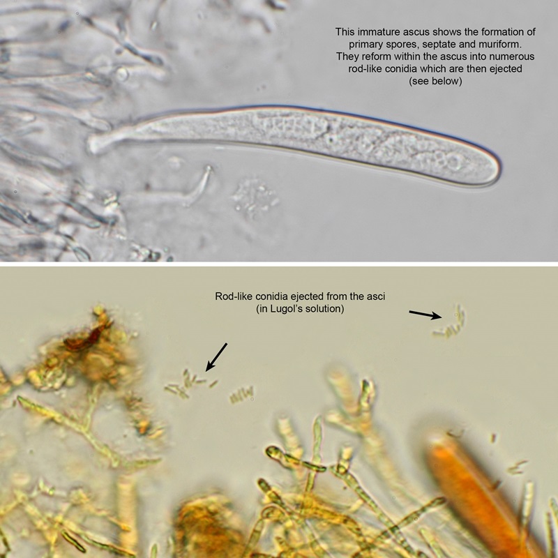 Claussenomyces sp. Fungus Species