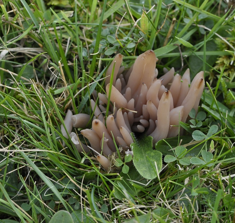 Clavaria fumosa Fungus Species