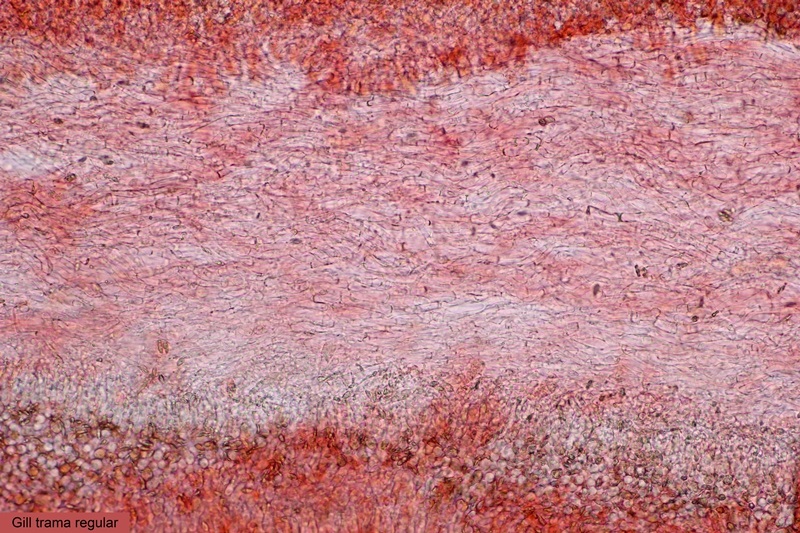 Clitopilus prunulus Fungus Species