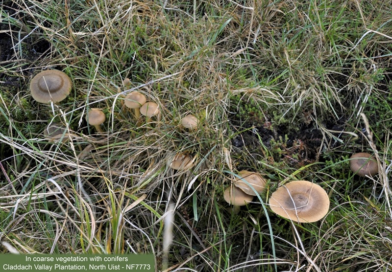 Cortinarius croceus Fungus Species