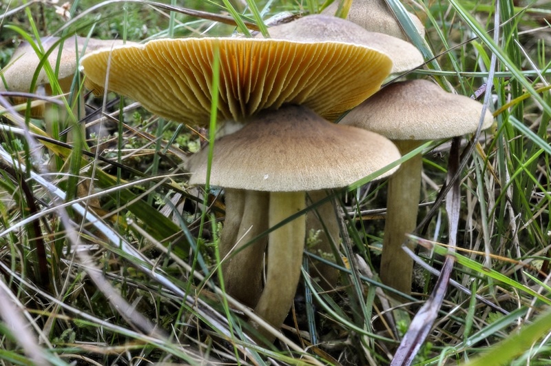 Cortinarius croceus Fungus Species