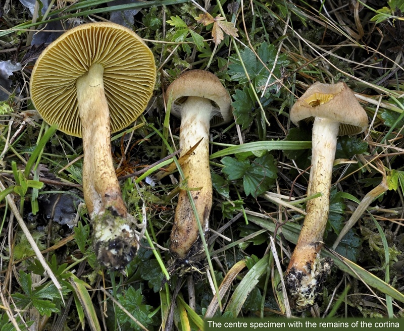 Cortinarius croceus Fungus Species