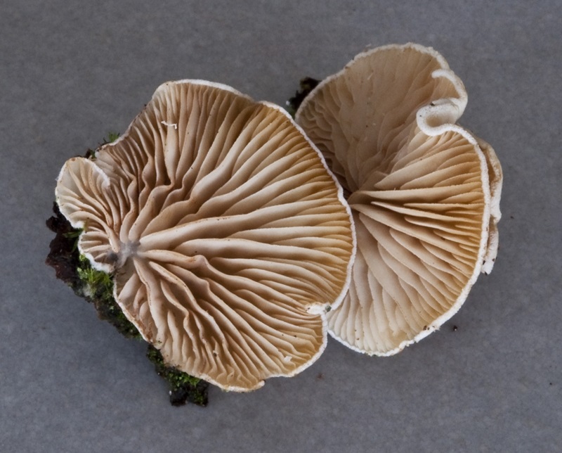 Crepidotus applanatus Fungus Species
